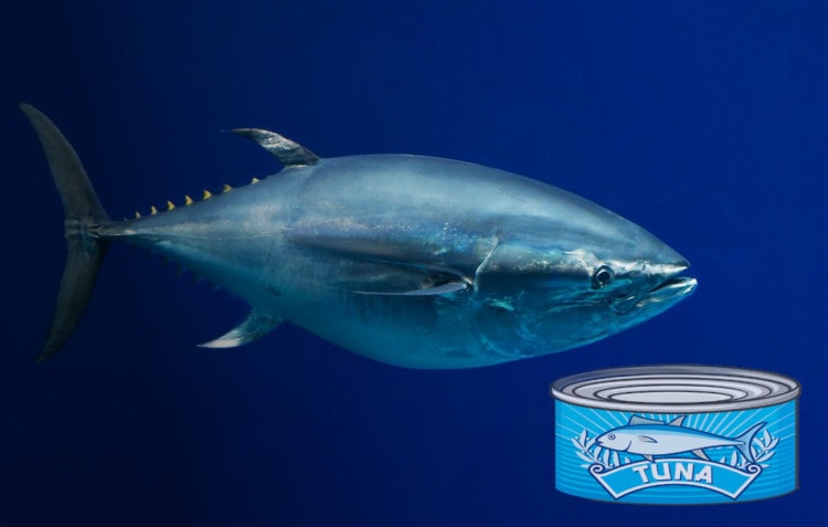 The Monocoque Seiko Tuna Models: A History And Overview